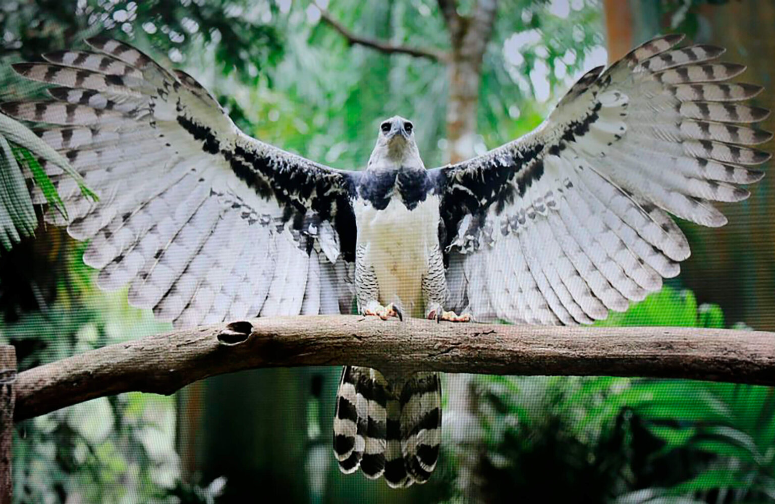 Conoce y diviértete en Festi Harpía 2024 en el Parque Summit el domingo ...