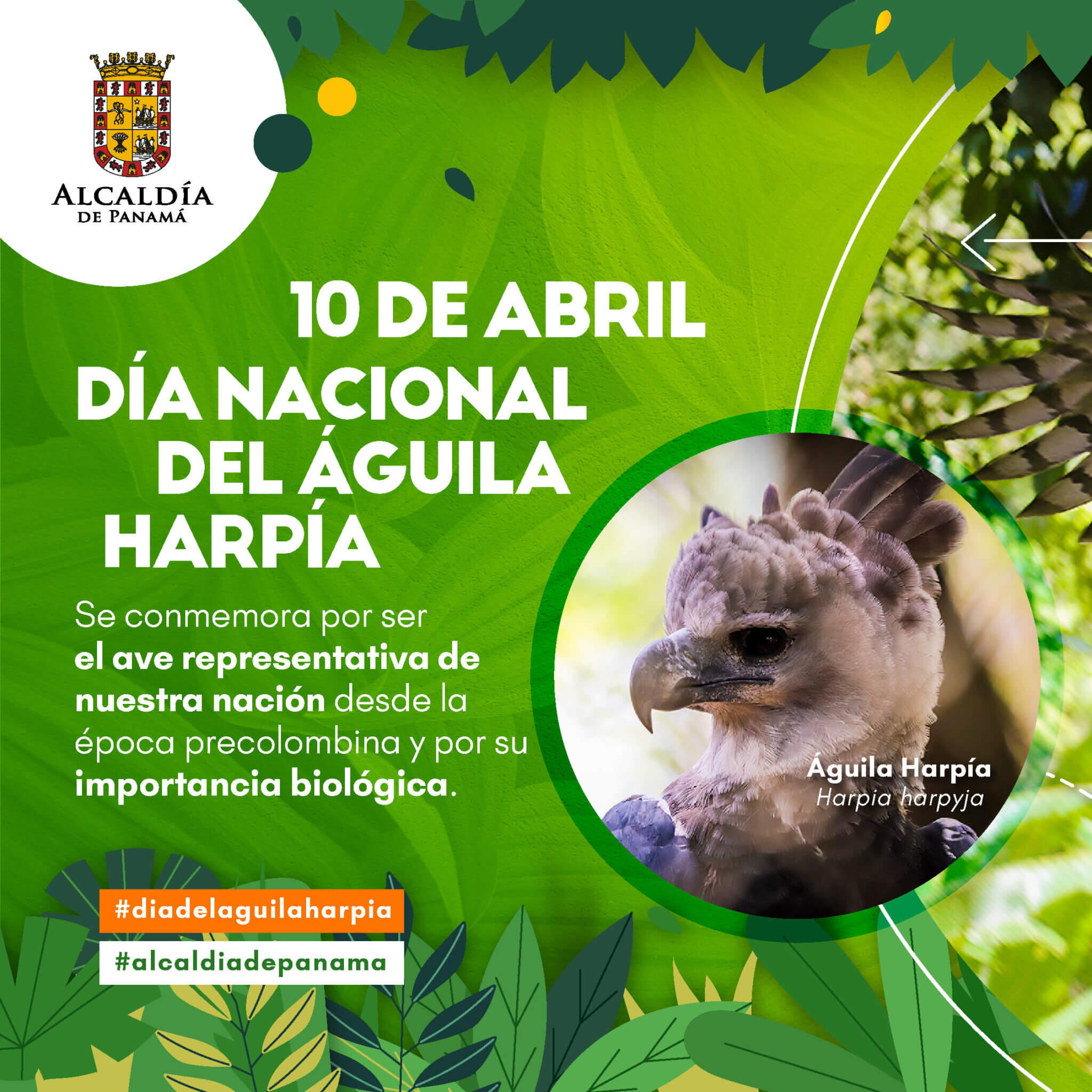Hoy es el día de ‘Panamá’: el Día del Águila Harpía, nuestra Ave Nacional